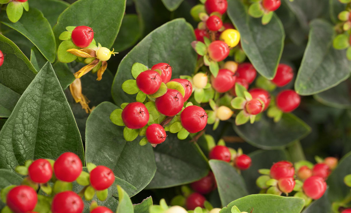 Hertshooi 'Miracle Attraction' kopen? Gras en Groen Winkel!