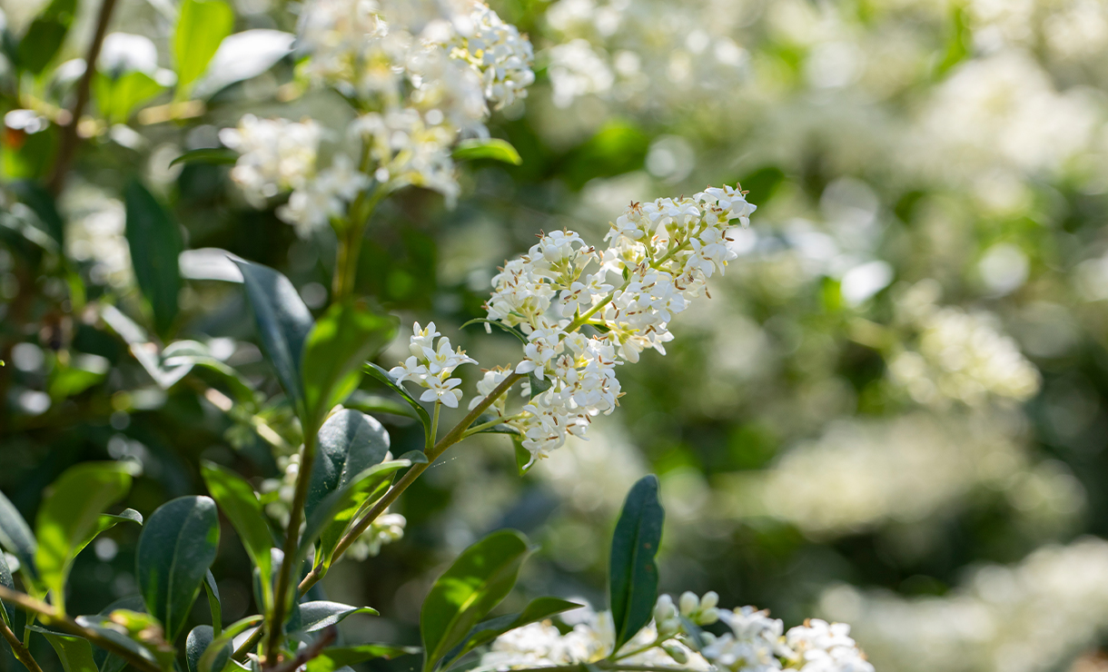 Wilde liguster (Ligustrum vulgare 'Atrovirens') kopen? Gras en Groen ...