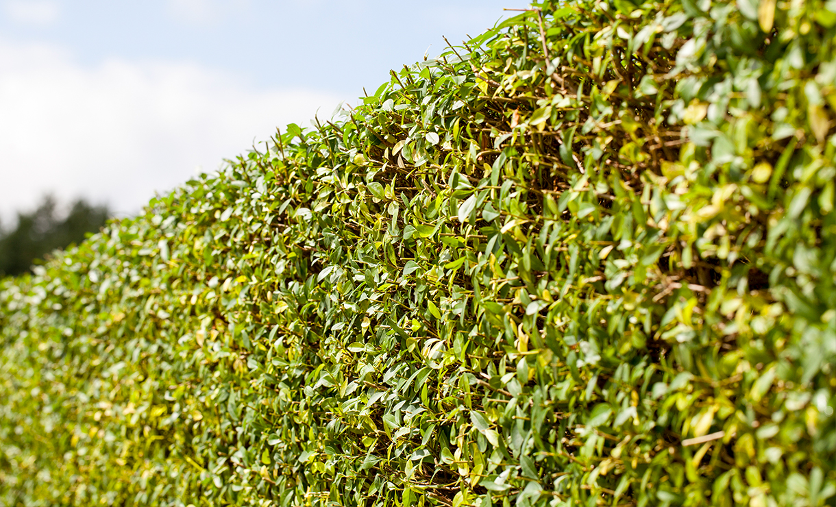 Wilde liguster (Ligustrum vulgare 'Atrovirens') kopen? Gras en Groen ...